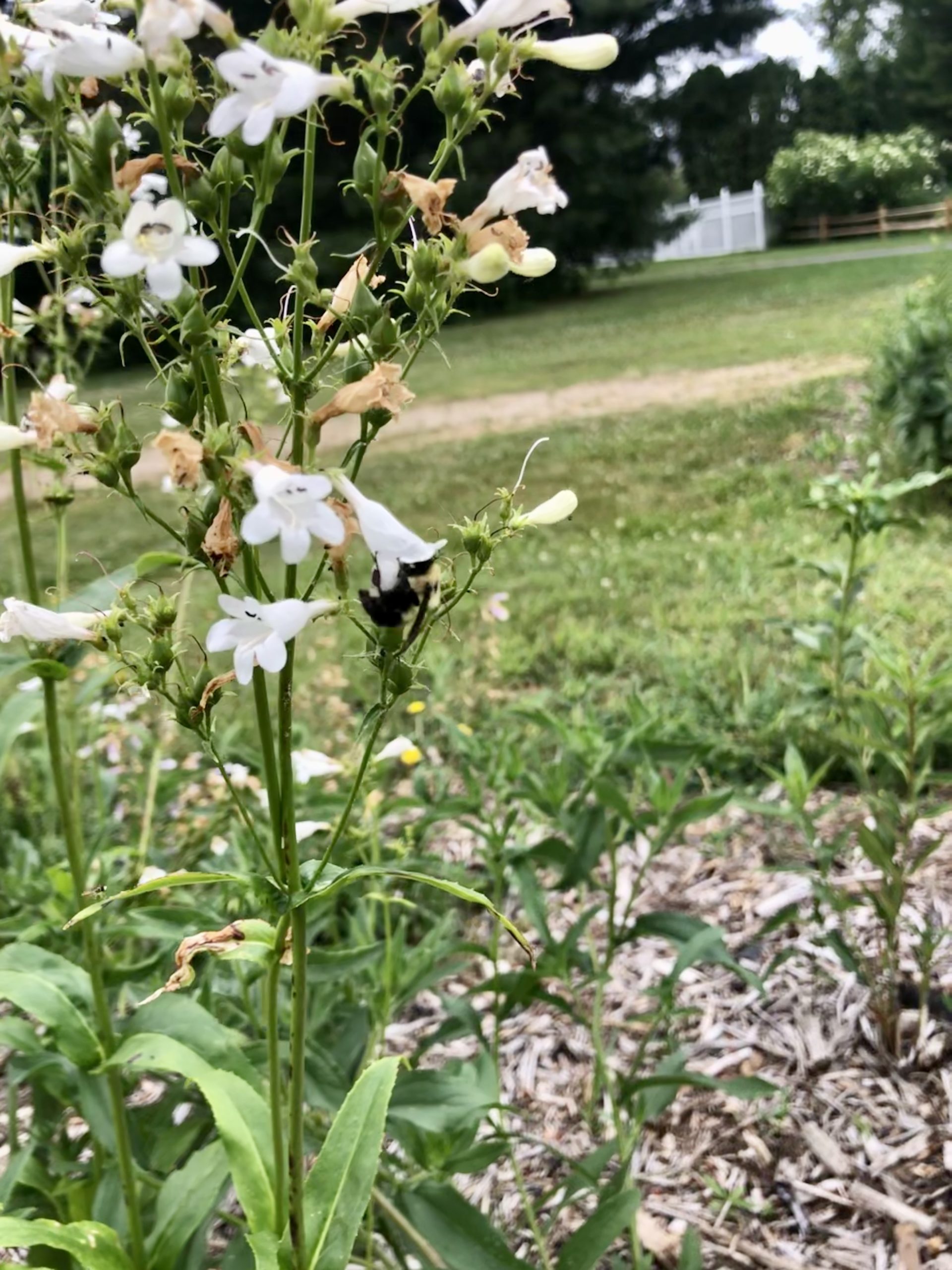 Pollinator Parks – Columbus Parks and Rec